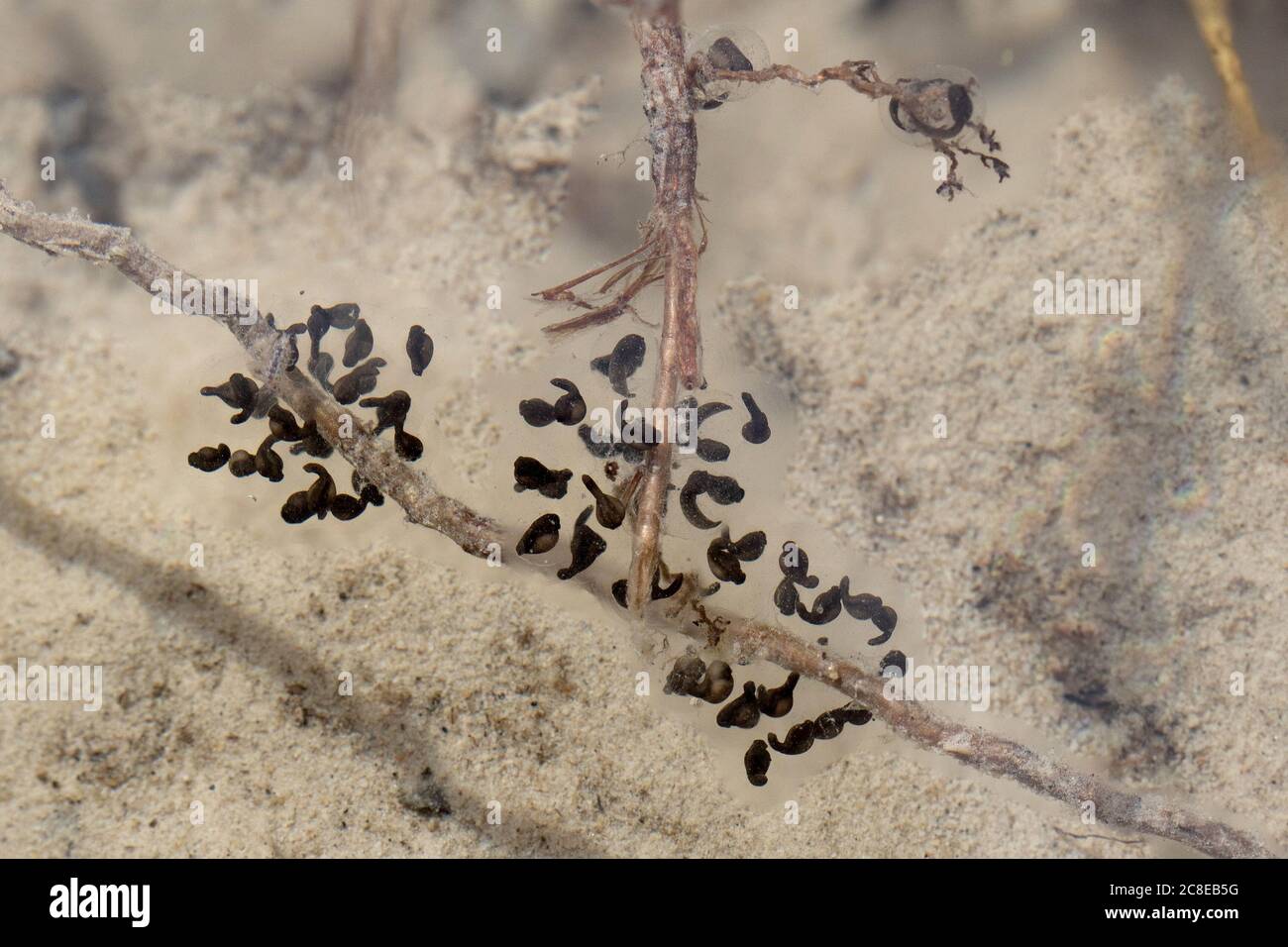 Tadpoles of the Common Eastern Froglet Stock Photo - Alamy