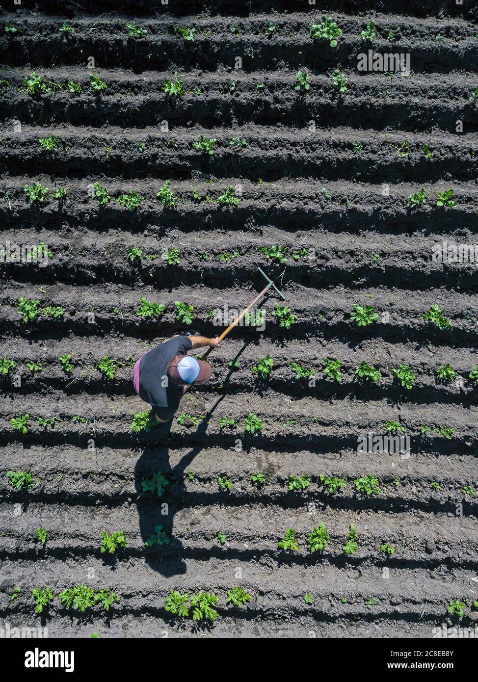 Aerial view of man working on potato field Stock Photo - Alamy