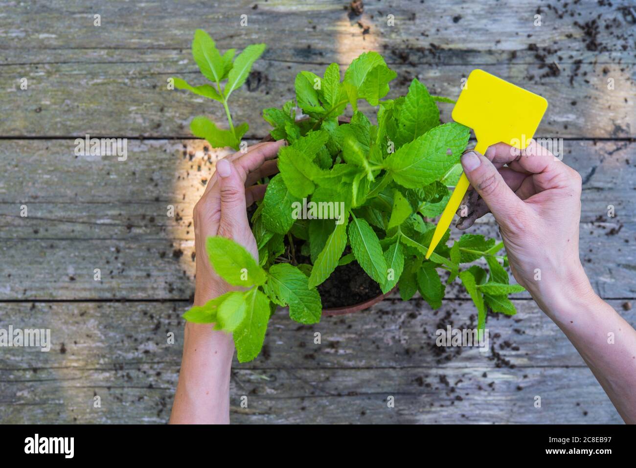 Replanting hi-res stock photography and images - Alamy