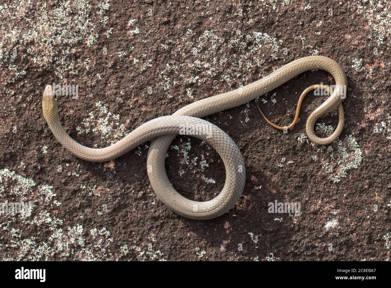 Yellow faced whip snake hi-res stock photography and images - Alamy