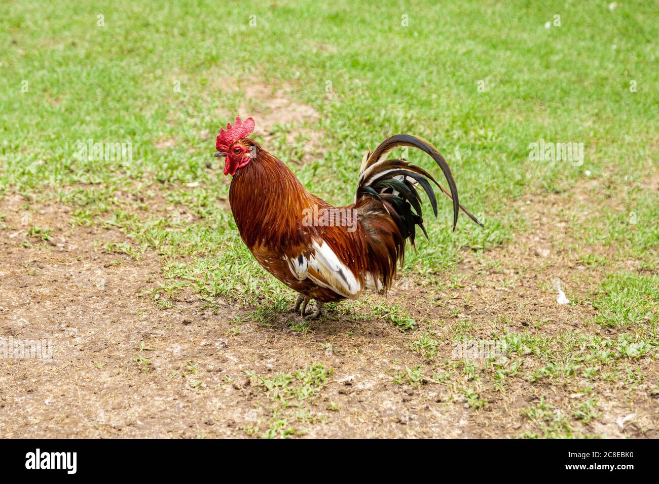 Free range chicken on a traditional poultry farm Stock Photo - Alamy
