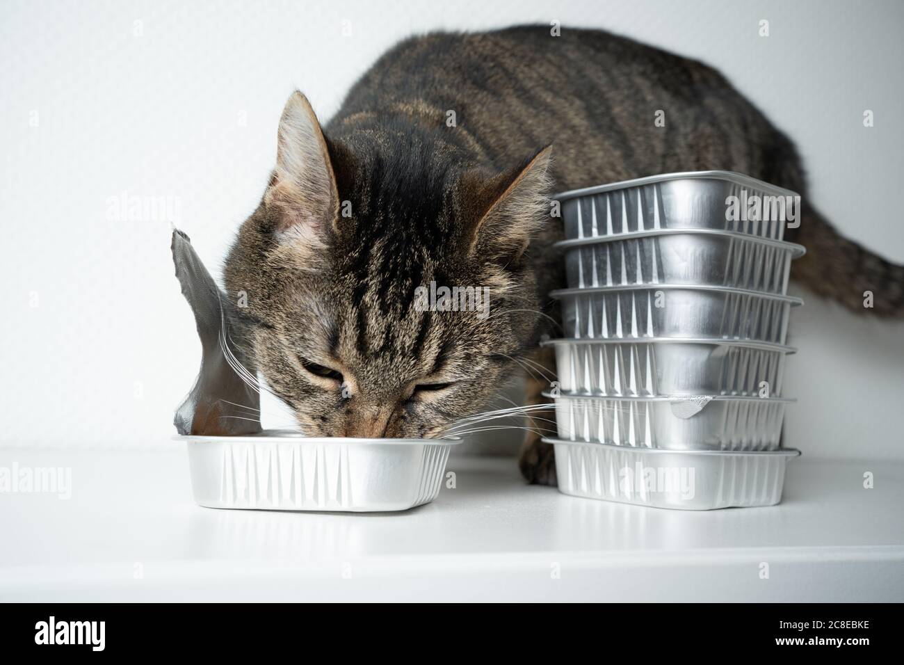 tabby shorthair cat eating cat food from aluminum container in front of ...