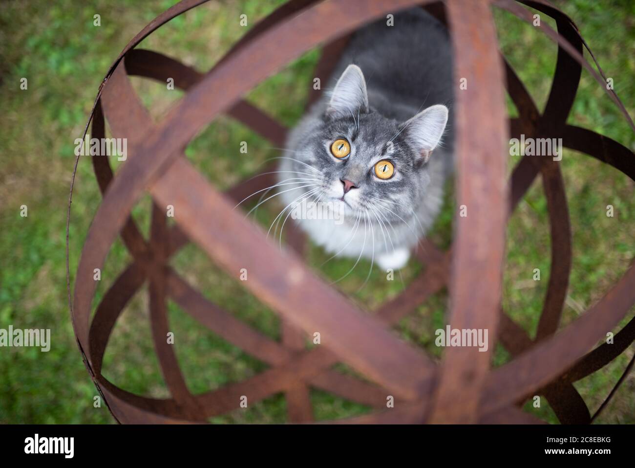 high angle view of a young blue tabby maine coon cat standing in a ...
