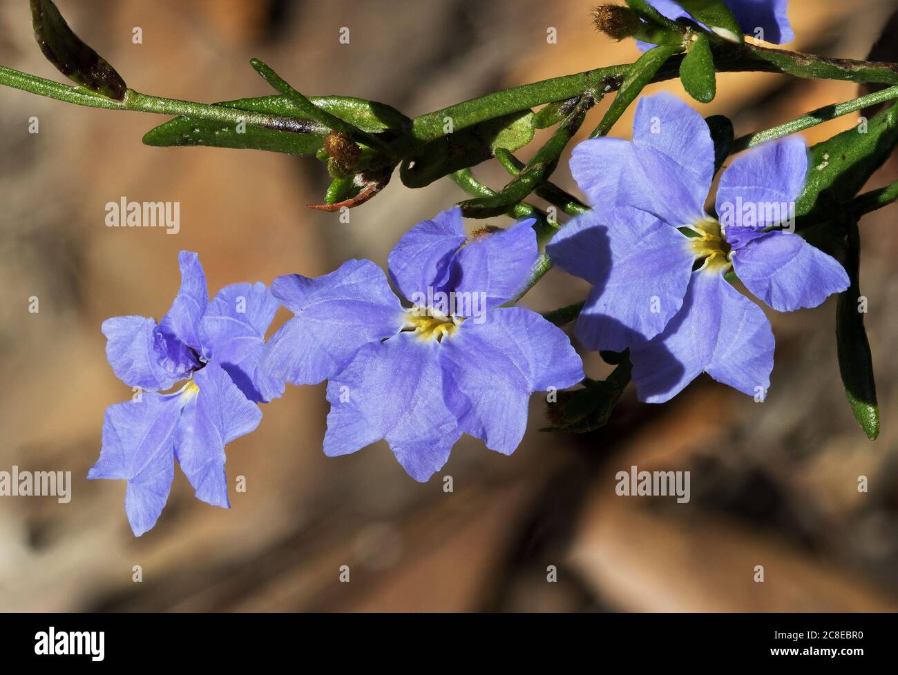 Dampia stricta hi-res stock photography and images - Alamy
