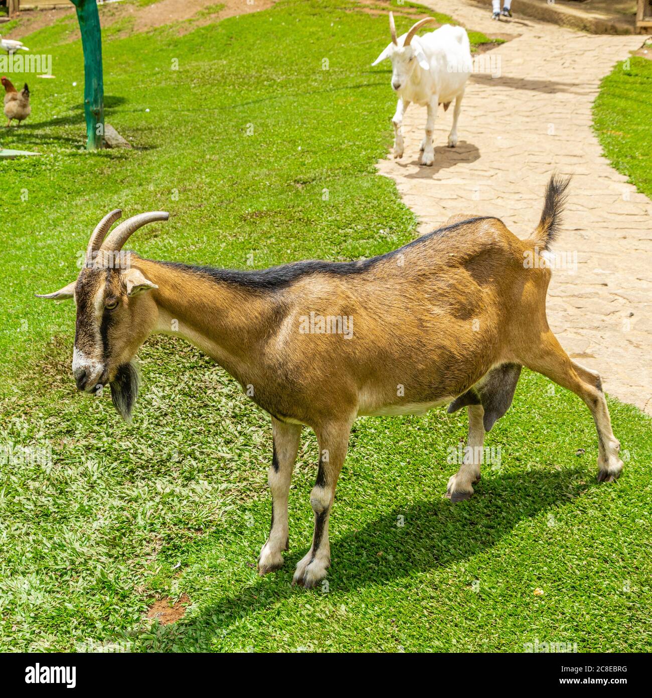 Closeup on goat on the farm Stock Photo - Alamy