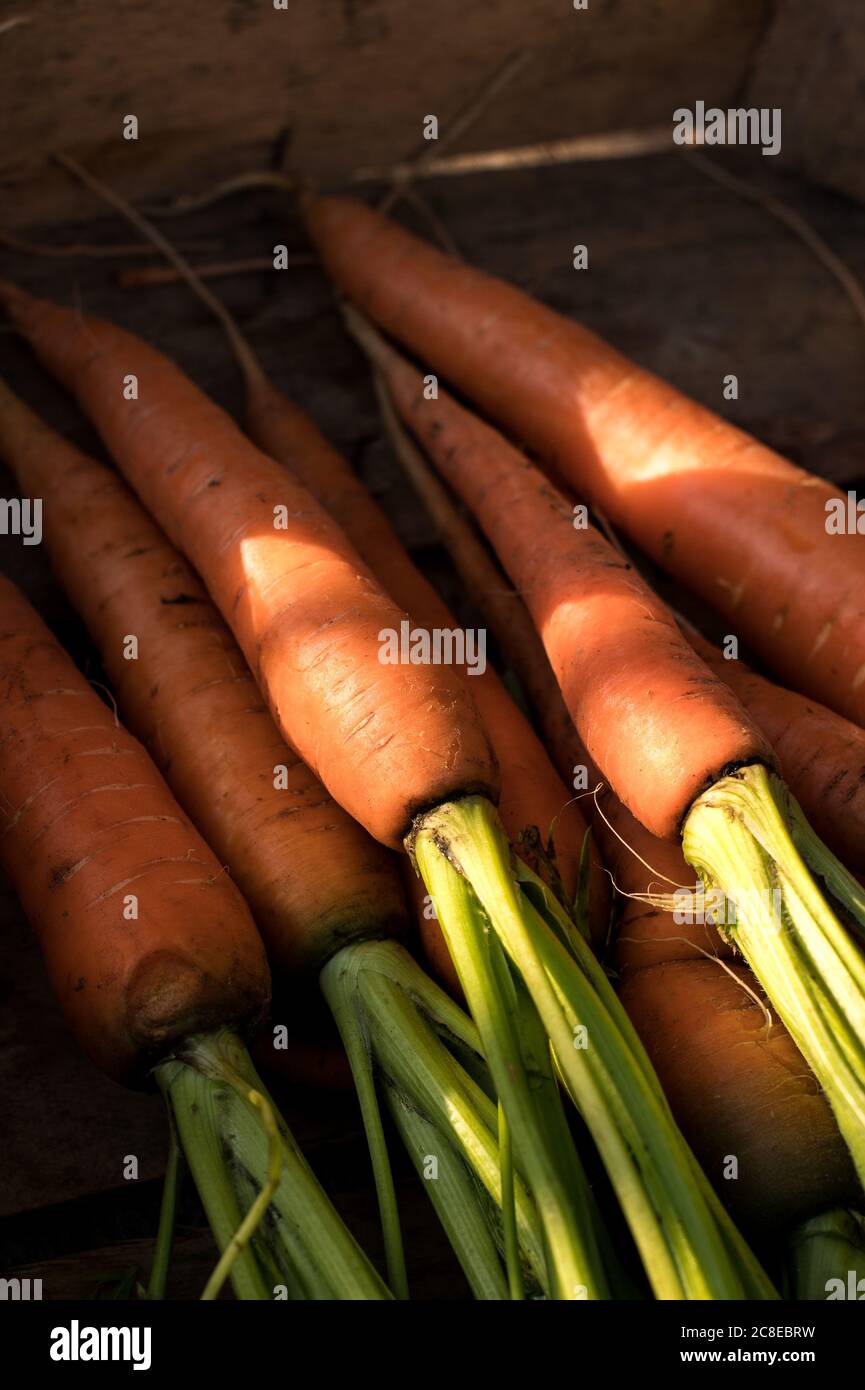 Fresh carrots in wooden box. Harvest still life Stock Photo - Alamy