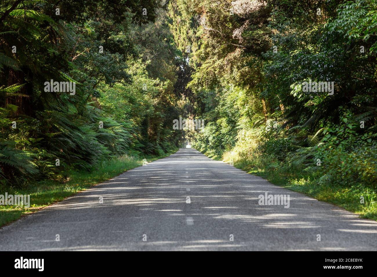Empty road in forest hi-res stock photography and images - Alamy