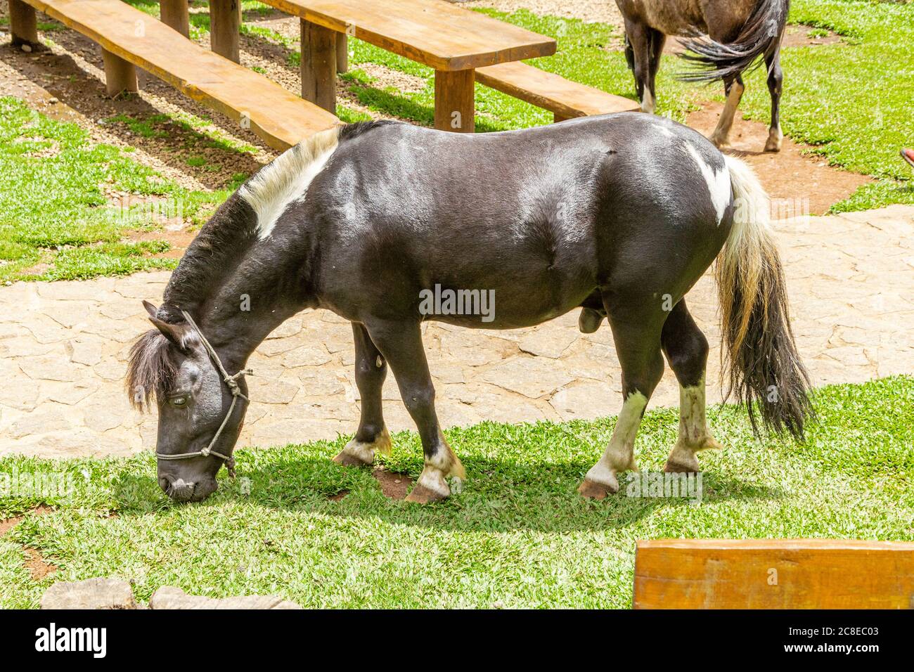 Pony walking freely on the farm, eating grass Stock Photo - Alamy