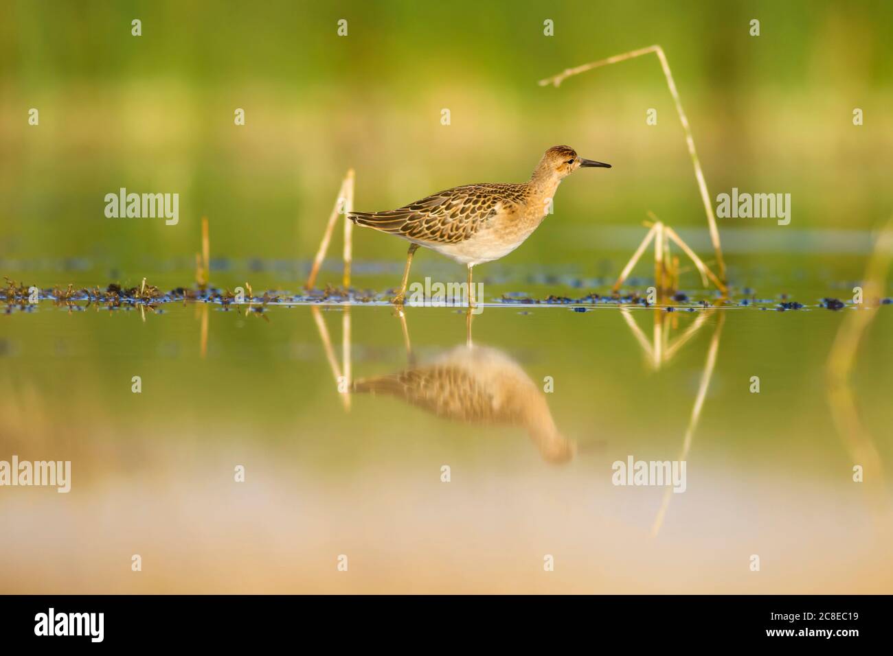 Water nature and bird. Common water bird: Ruff. Philomachus pugnax ...