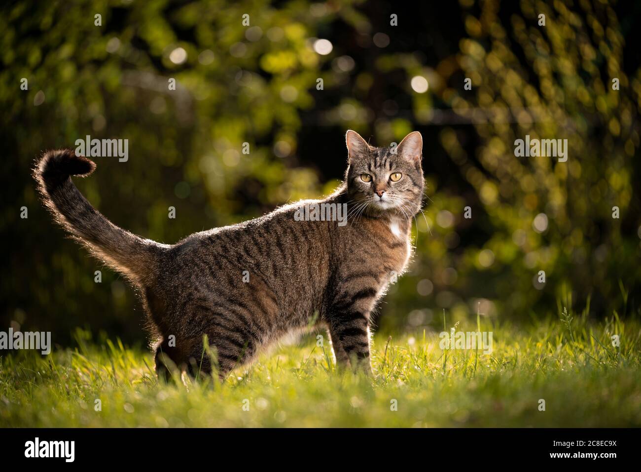 side view of a beautiful tabby cat standing on sunny meadow outdoors in ...