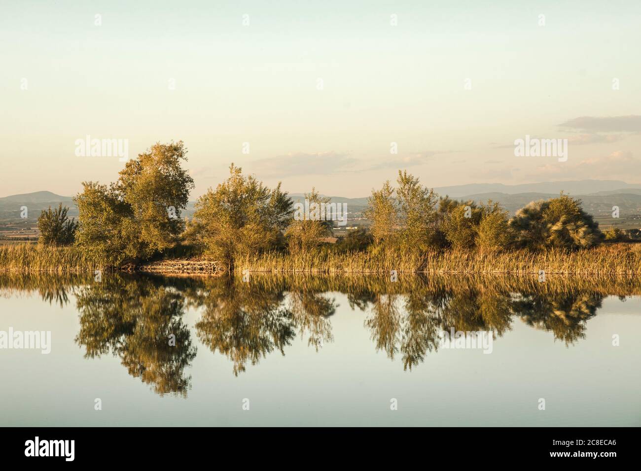 Scenic view of calm swamp and trees against clear sky during sunset ...