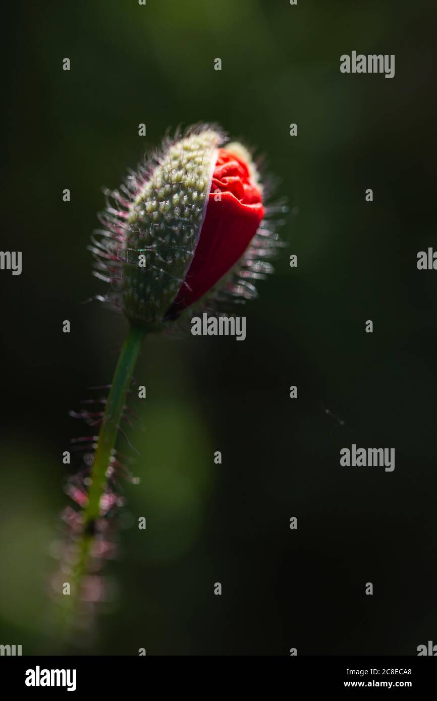 Poppy bud hi-res stock photography and images - Alamy