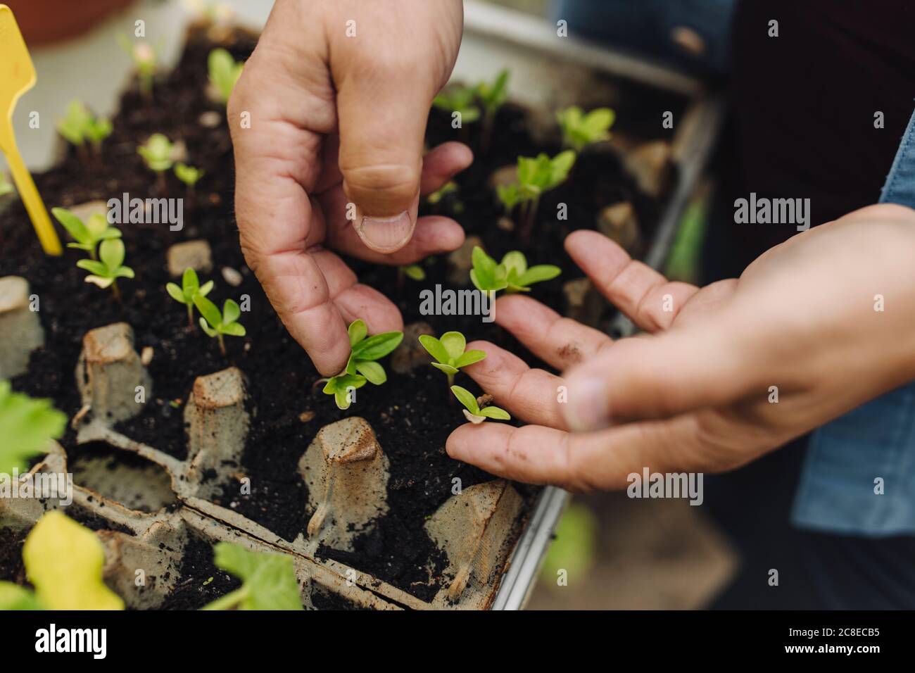 Close-up of man examining seedlings in a seed tray Stock Photo - Alamy