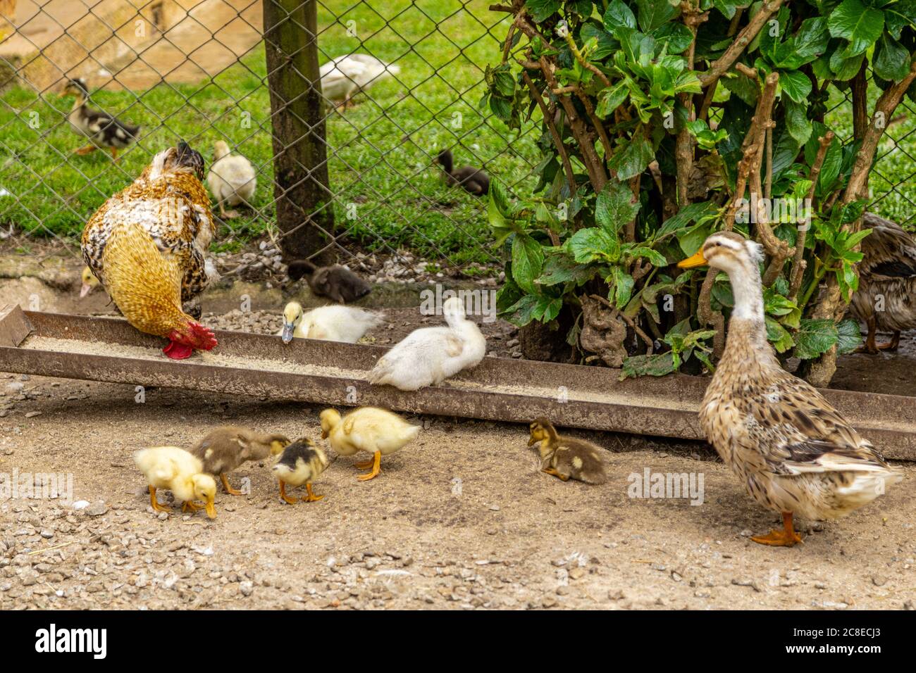 A family of ducks eating on the farm Stock Photo - Alamy