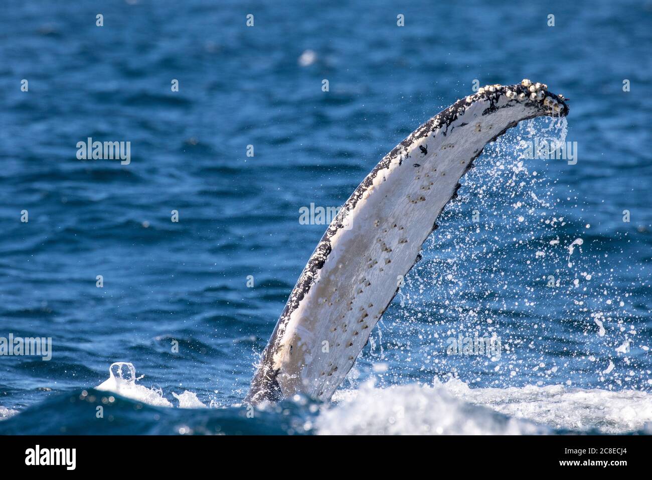 Pectoral fin hi-res stock photography and images - Alamy