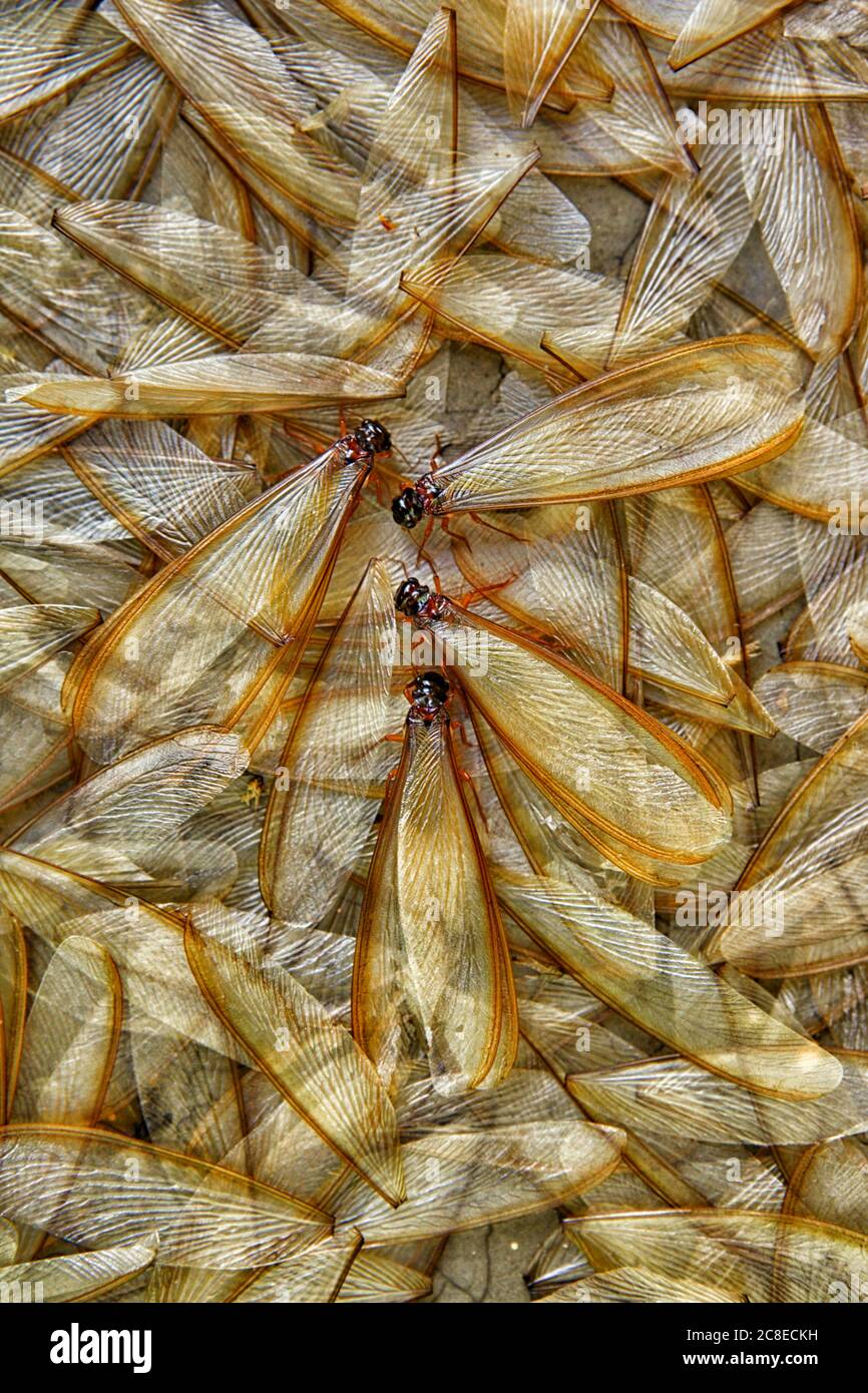 Heap of dead termites and termite wings Stock Photo - Alamy