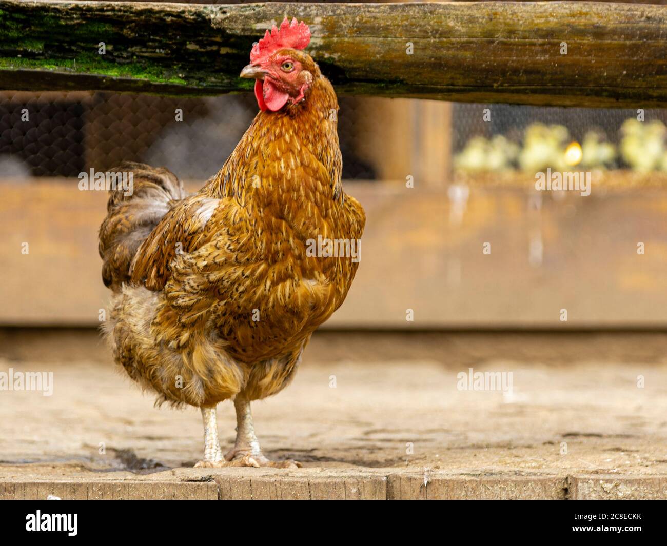 Free range chicken on a traditional poultry farm Stock Photo - Alamy
