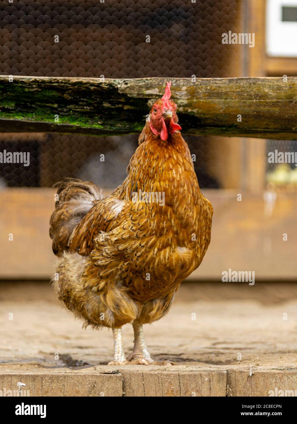 Free range chicken on a traditional poultry farm Stock Photo - Alamy