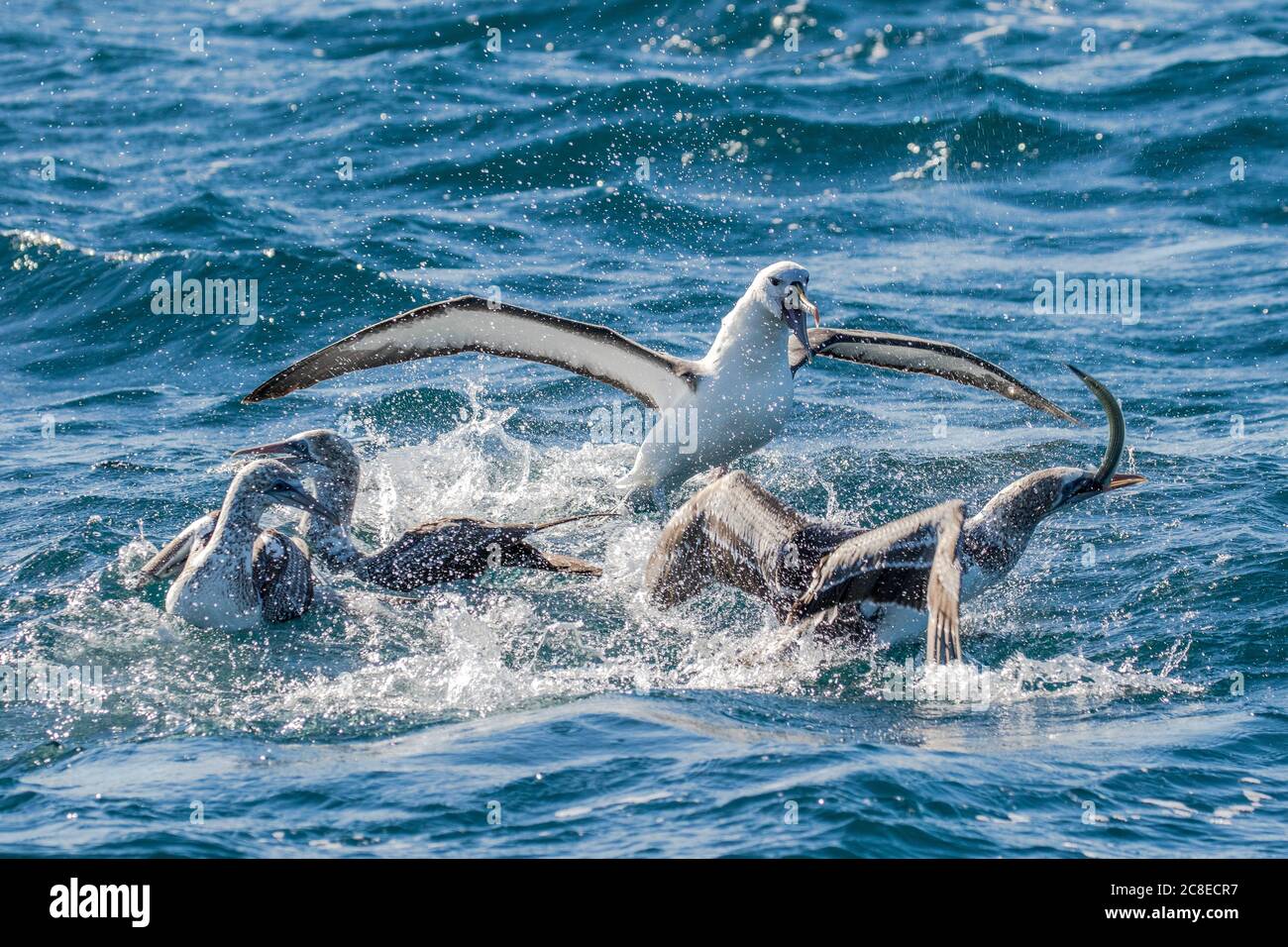Yellow-nosed Albatross trying to take fish from Australasian Gannet ...