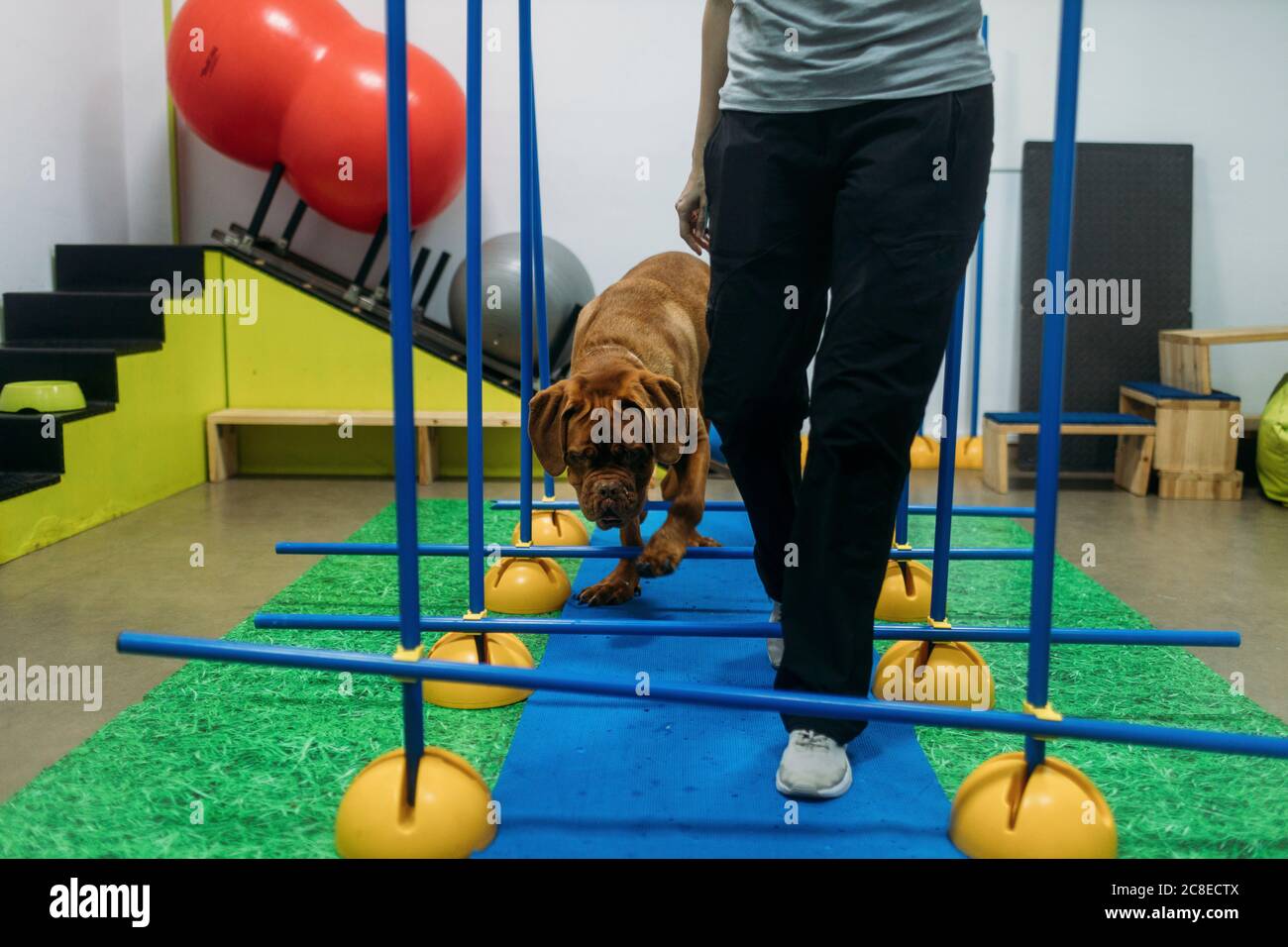 Female physiotherapist training old French Mastiff on exercise ...