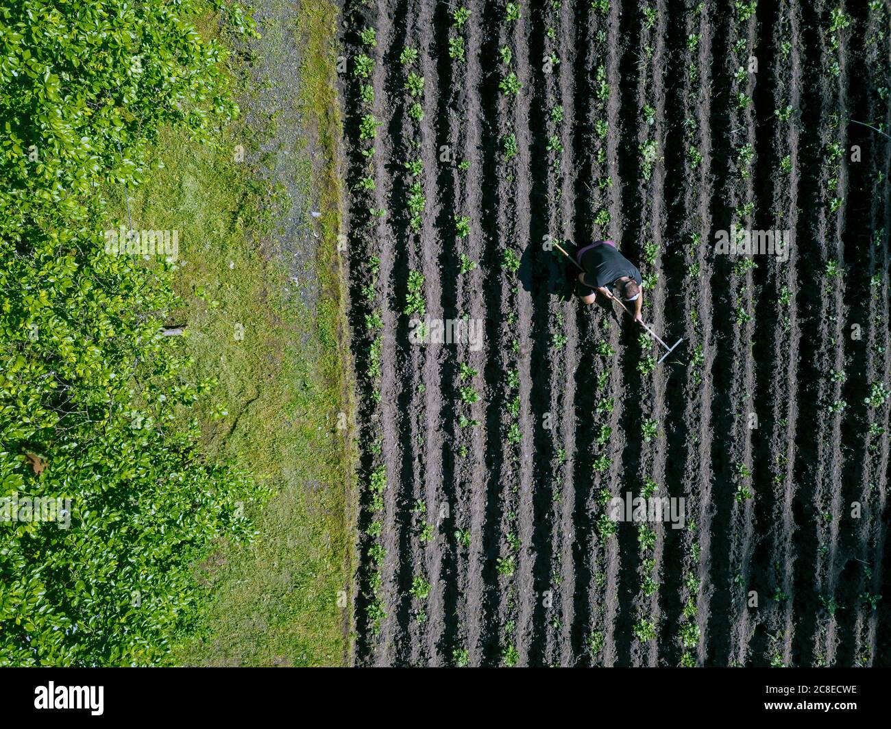 Aerial view of man working on potato field Stock Photo - Alamy