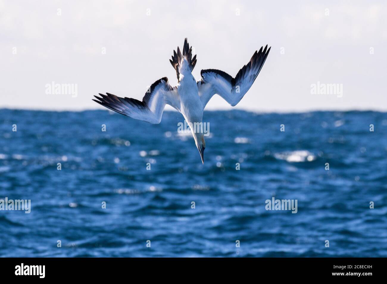 Gannet diving hi-res stock photography and images - Alamy