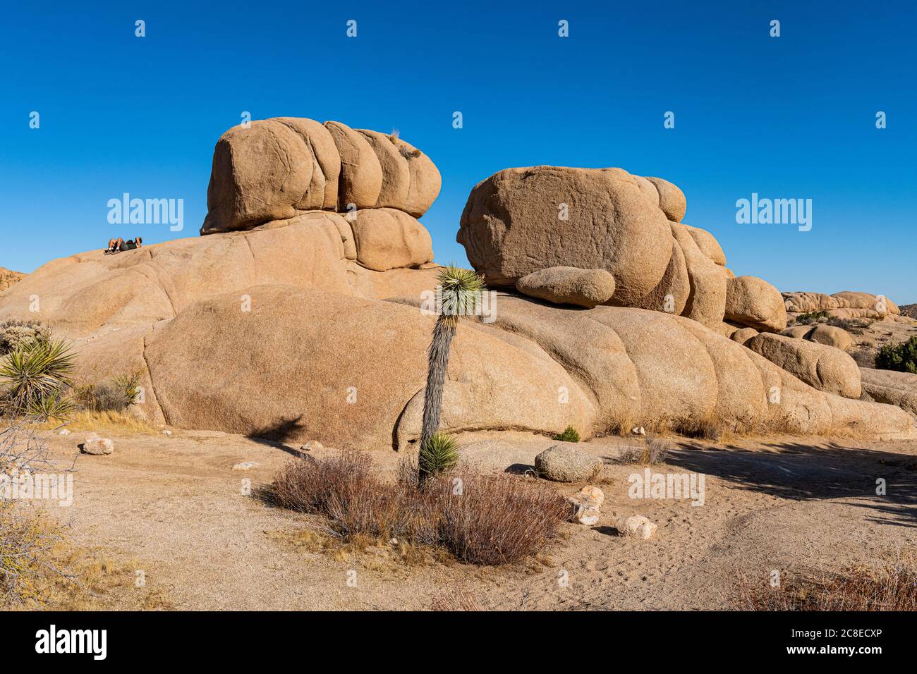 What to see in joshua tree hi-res stock photography and images - Alamy