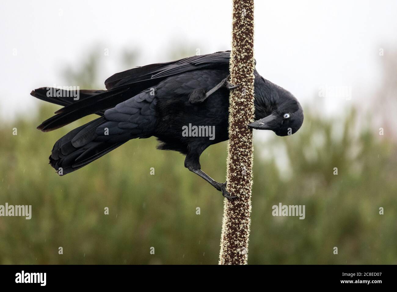 Australian grass tree hi-res stock photography and images - Alamy