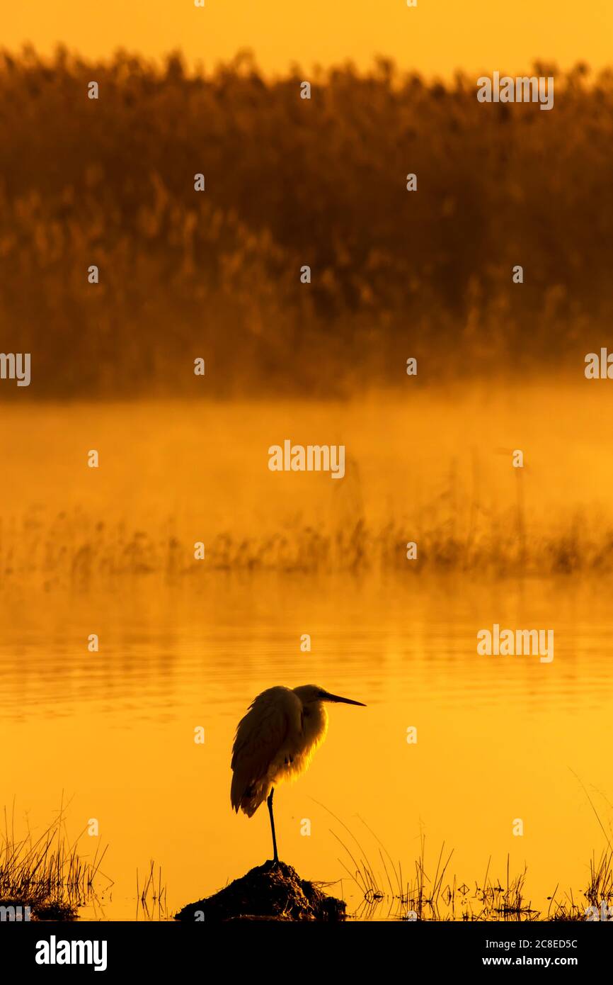 Sunset nature and birds. Sunset colors background Stock Photo - Alamy