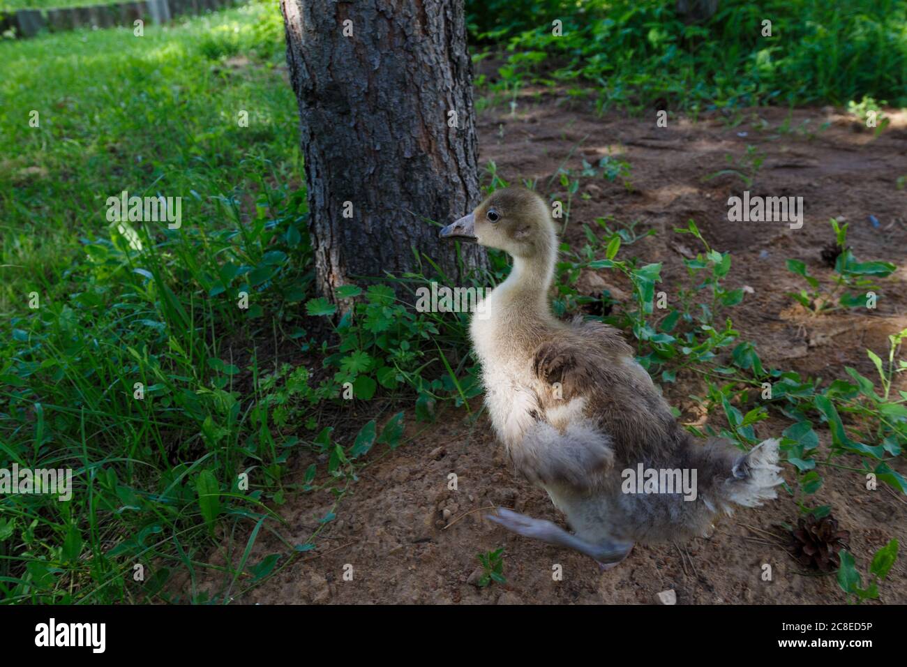 grey geese in village walking in the yard Stock Photo - Alamy