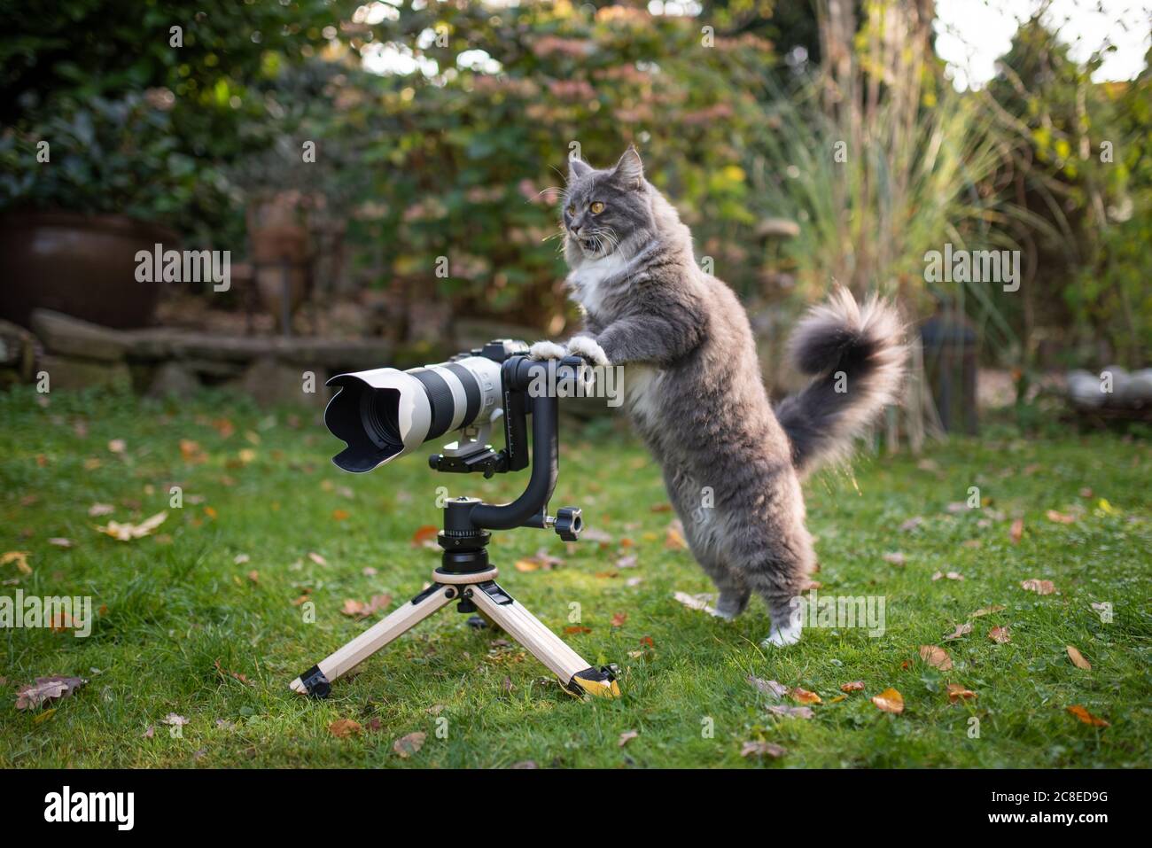 cat standing behind mirrorless camera with tele lens on a wooden tripod ...