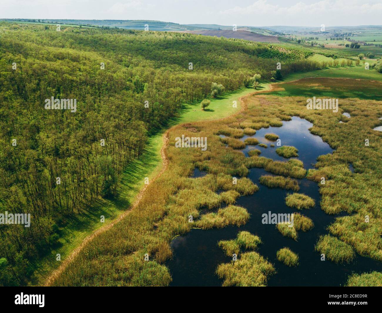 Small bush of mangroves hi-res stock photography and images - Alamy