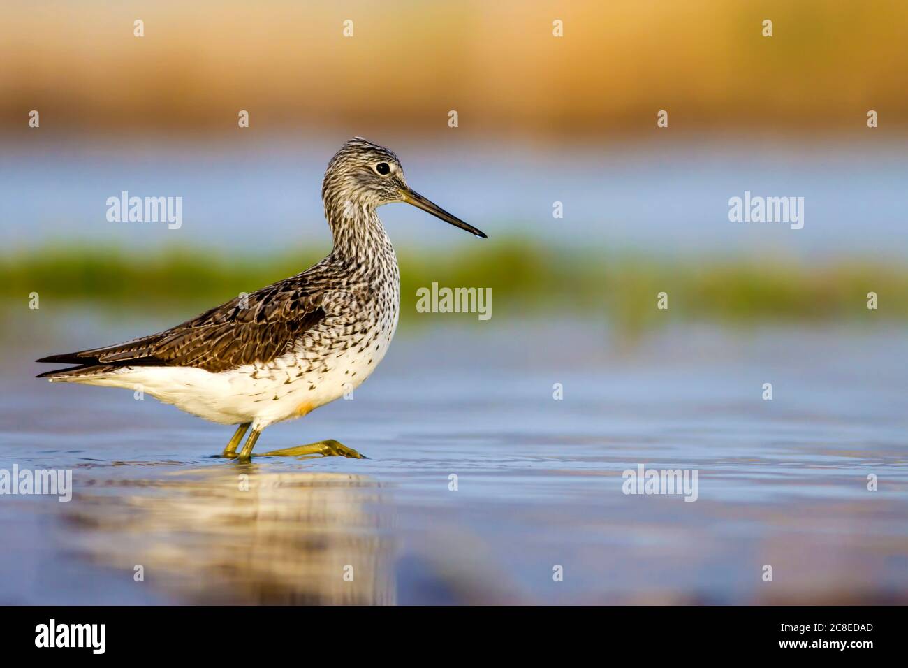 Water and bird. Sandpiper. Colorful nature background. Bird: Wood ...