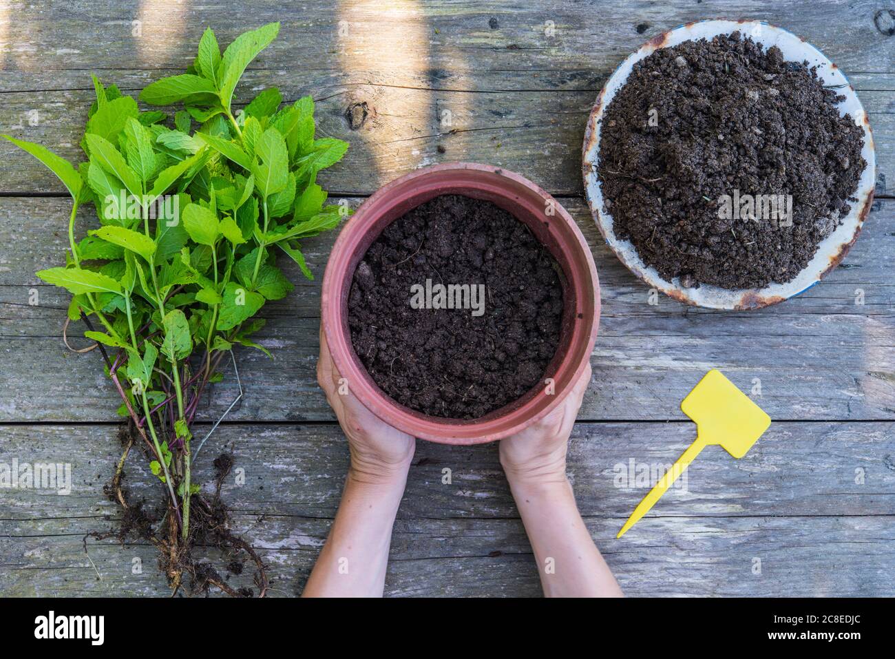 Replanting hi-res stock photography and images - Alamy