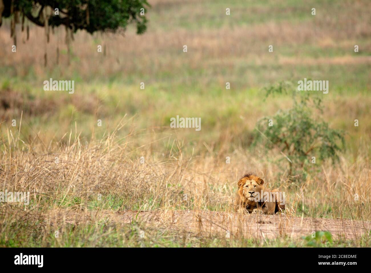Democratic Republic Of Congo, Portrait of lion (Panthera leo) relaxing ...