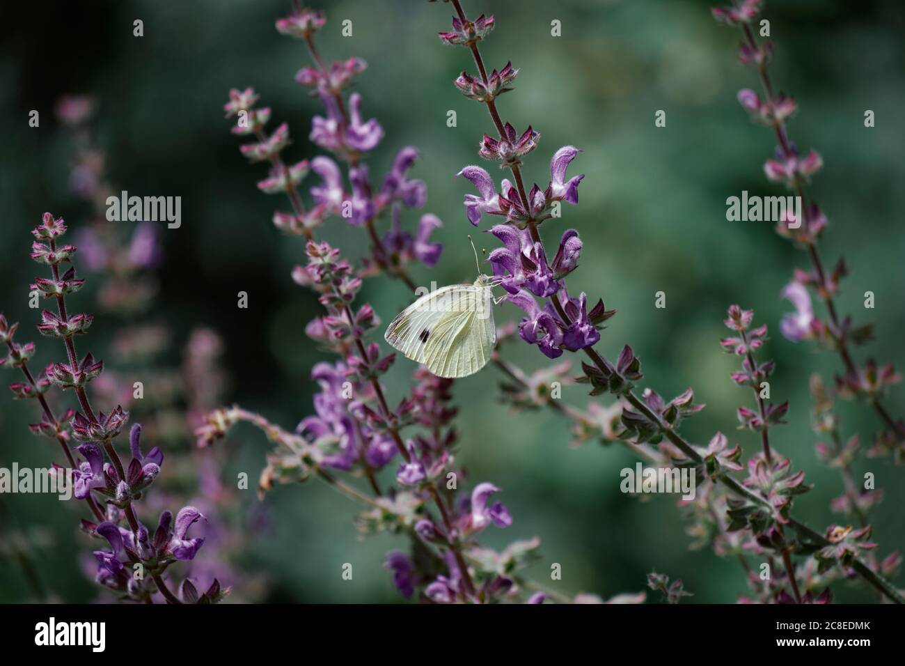 Moth on white flower hi-res stock photography and images - Alamy
