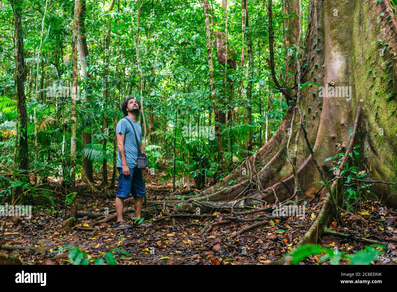 Trees looking up leaves hi-res stock photography and images - Alamy