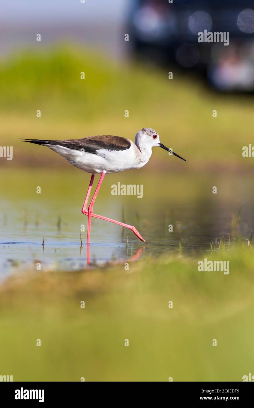 Cute bird black winged Stilt. Colorful nature background. Bird: Black ...