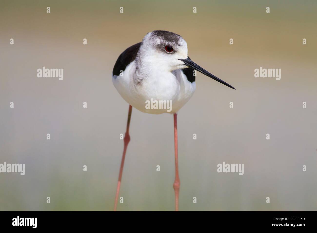 Cute bird black winged Stilt. Colorful nature background. Bird: Black ...