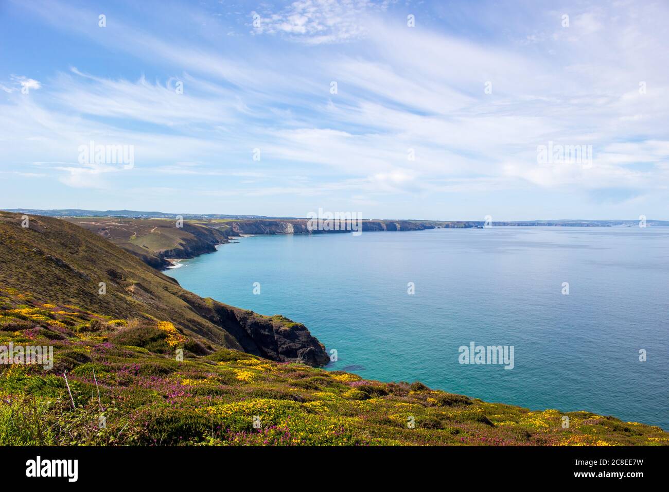 Colourful heather on the Cornish coast Stock Photo - Alamy