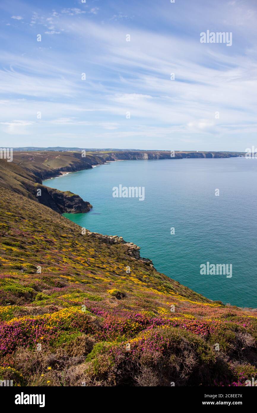 Colourful heather on the Cornish coast Stock Photo - Alamy