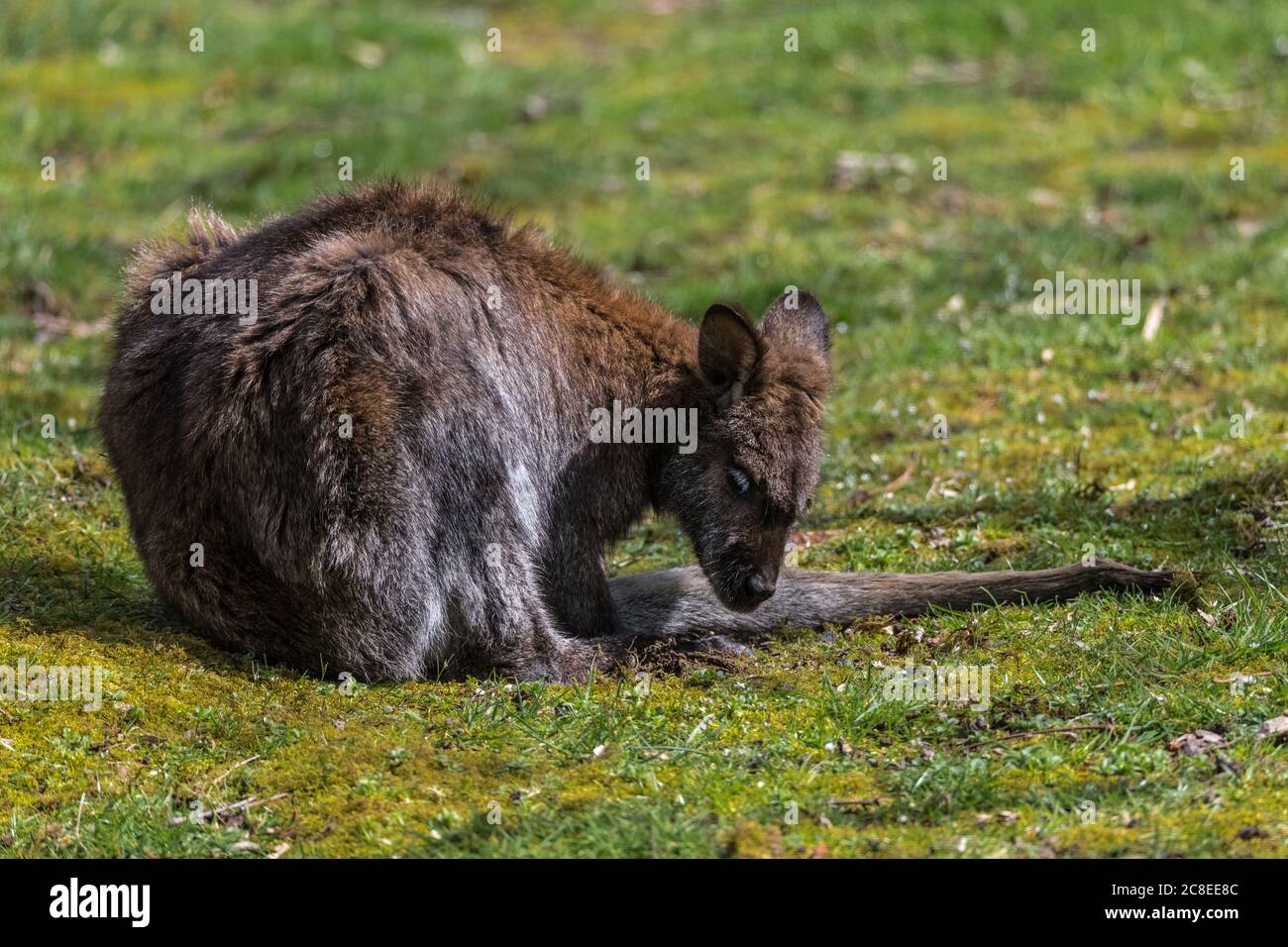 Red-necked Wallaby (Macropus rufogriseus Stock Photo - Alamy