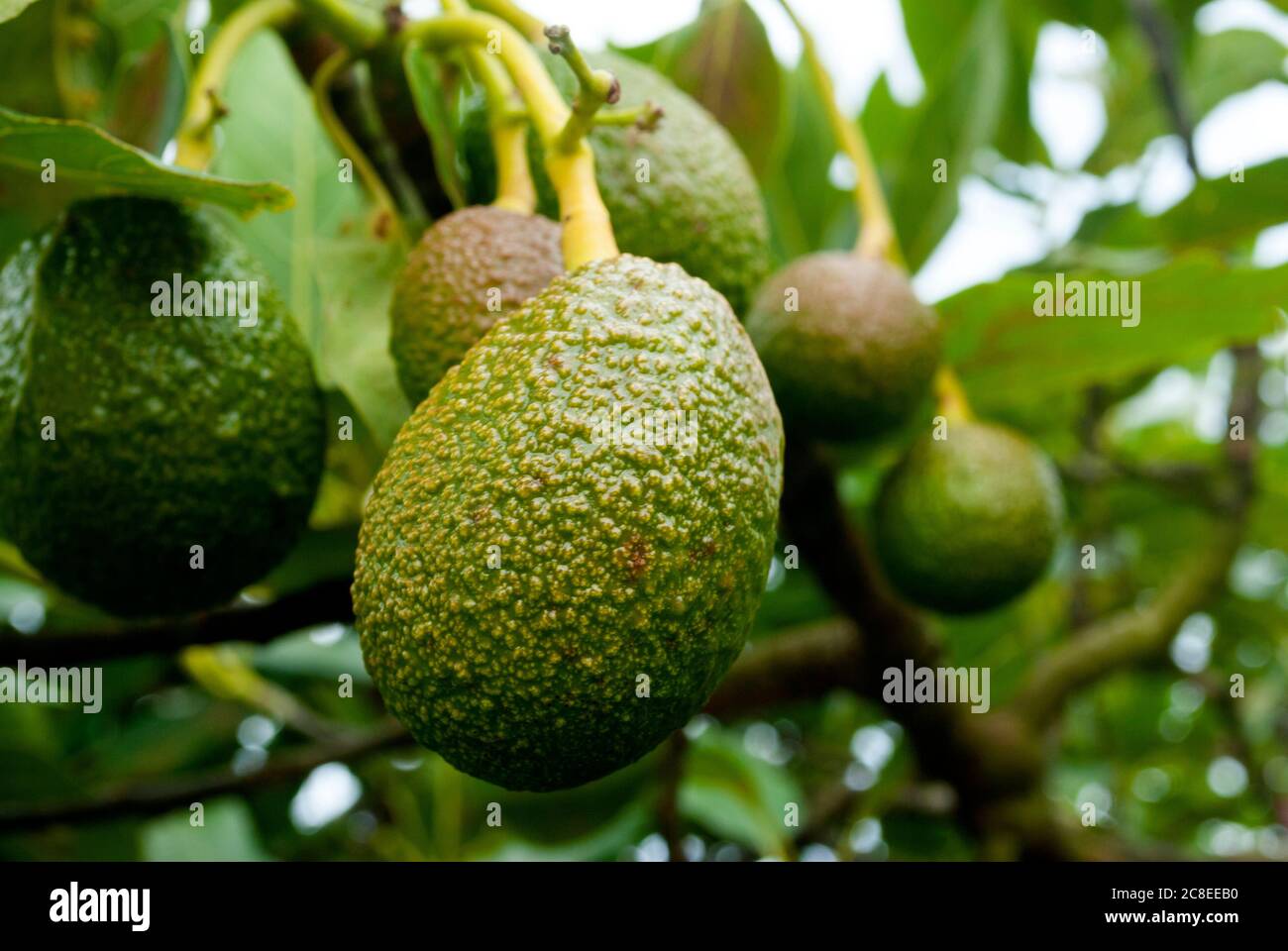 Avocado tree in Guatemala, Central America, green economy, export crop ...