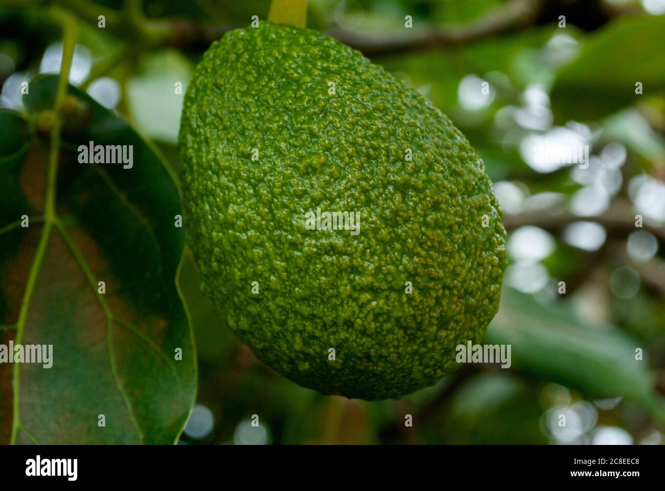 Avocado tree in Guatemala, Central America, green economy, export crop ...