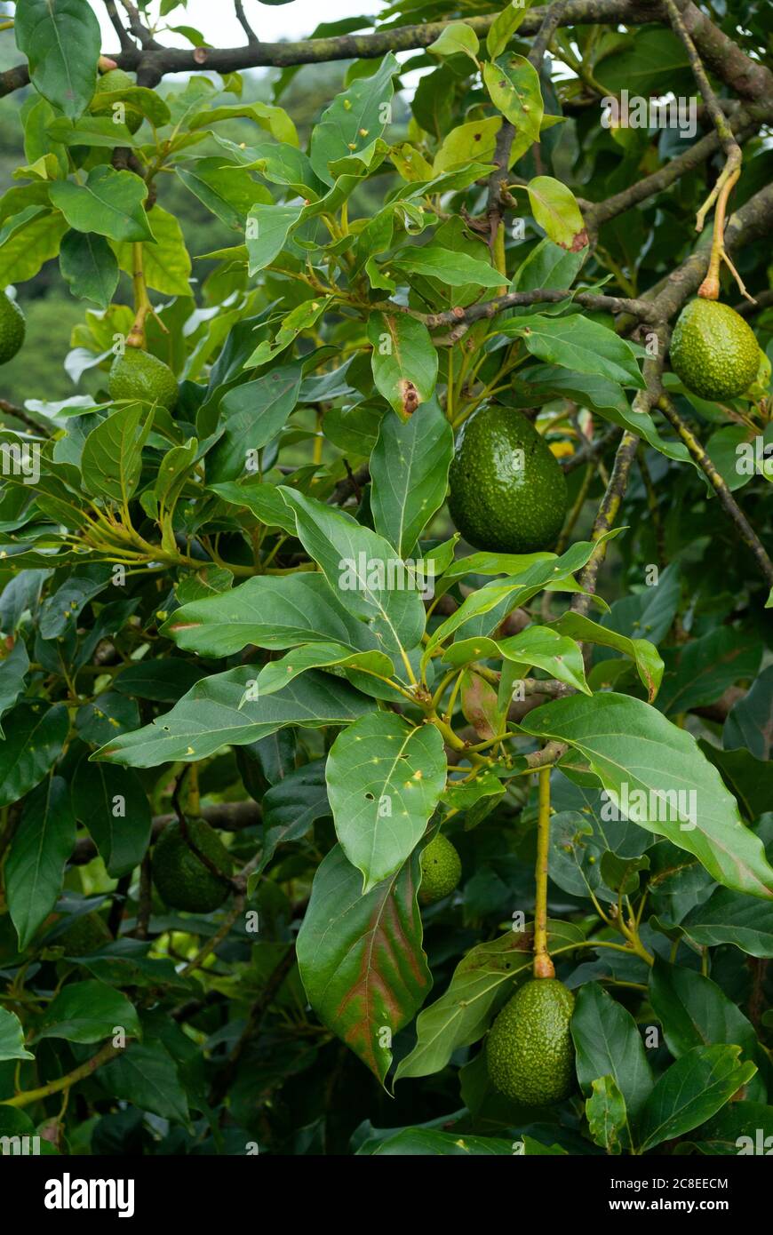 Avocado tree in Guatemala, Central America, green economy, export crop ...