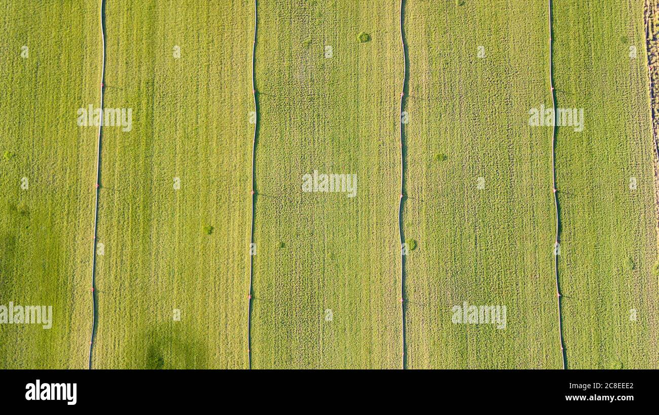 Aerial view of the grass field at the sunset. irrigation system can be ...