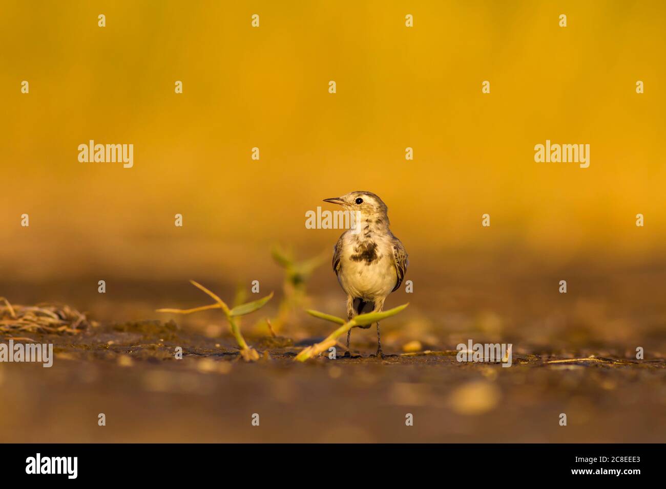 Cute little common birds. Nature background Stock Photo - Alamy