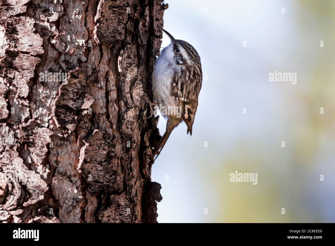 Nature and birds. Bird on branch. Nature background Stock Photo - Alamy