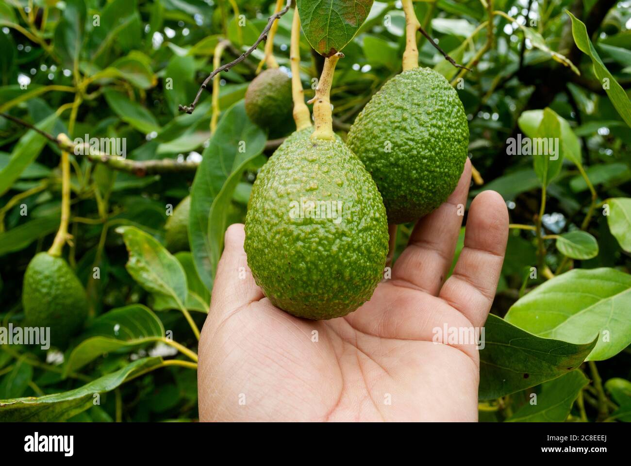 Avocado tree and man hand in Guatemala, Central America, green economy ...