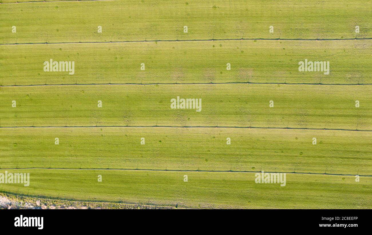 Aerial view of the grass field at the sunset. irrigation system can be ...